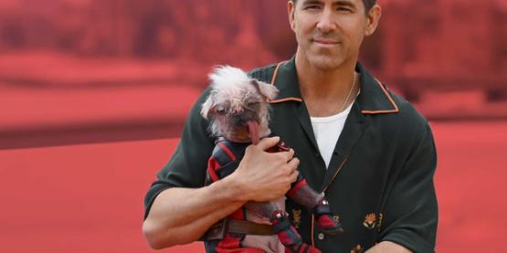 "Storbritannias styggeste hund" spiller Dogpool i Deadpool & Wolverine ...