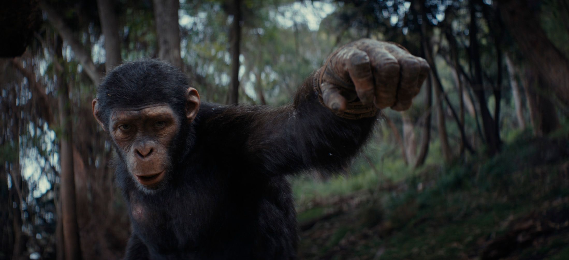 Kingdom of the Planet of the Apes | Ullensaker Kino