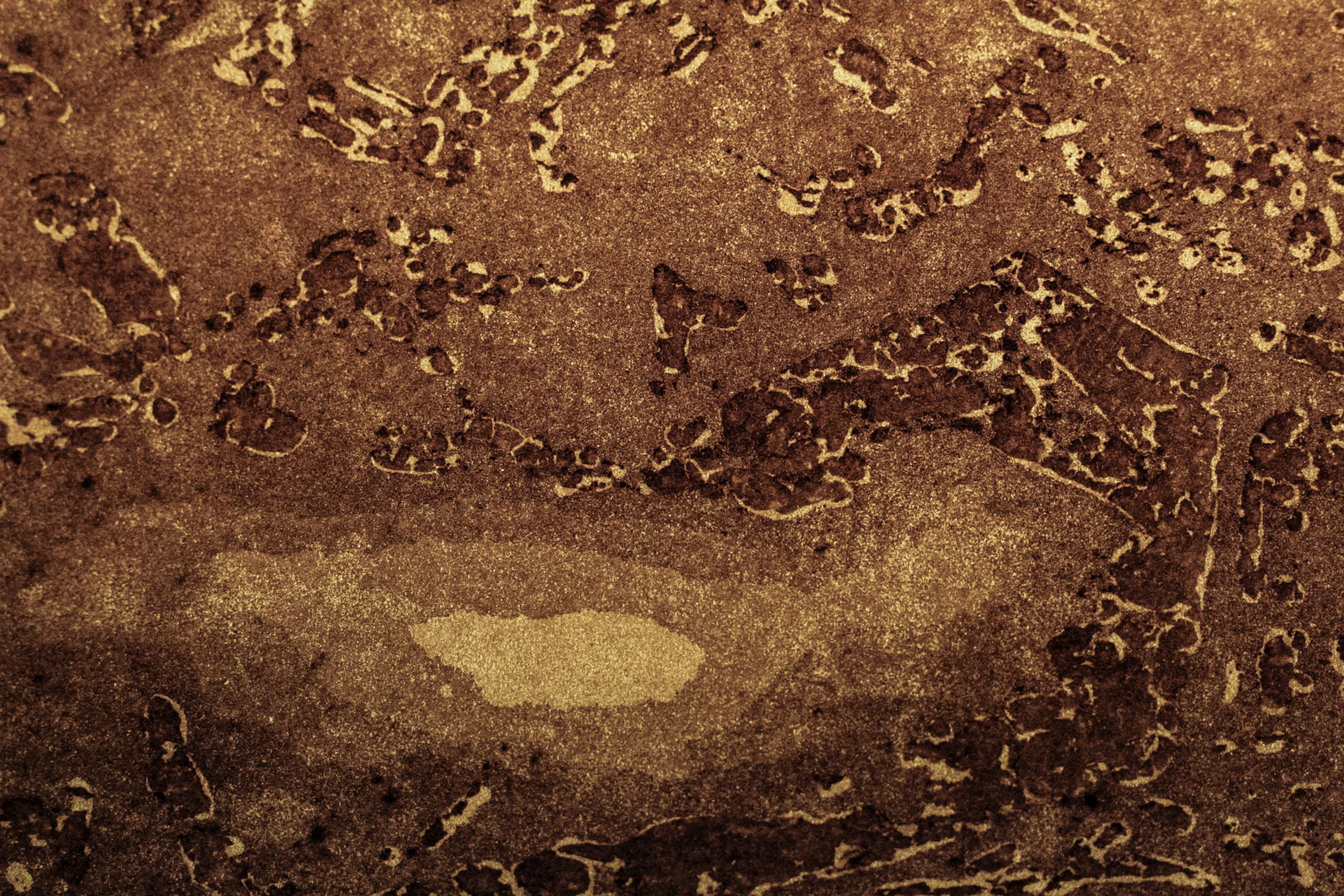 Bella Howison | VCA Art 2023