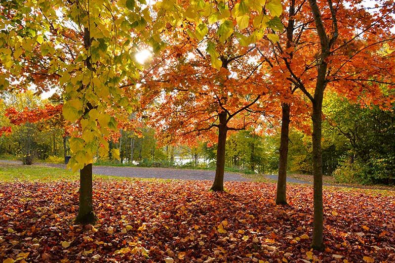 Strathclyde Country Park - VisitSeeDo