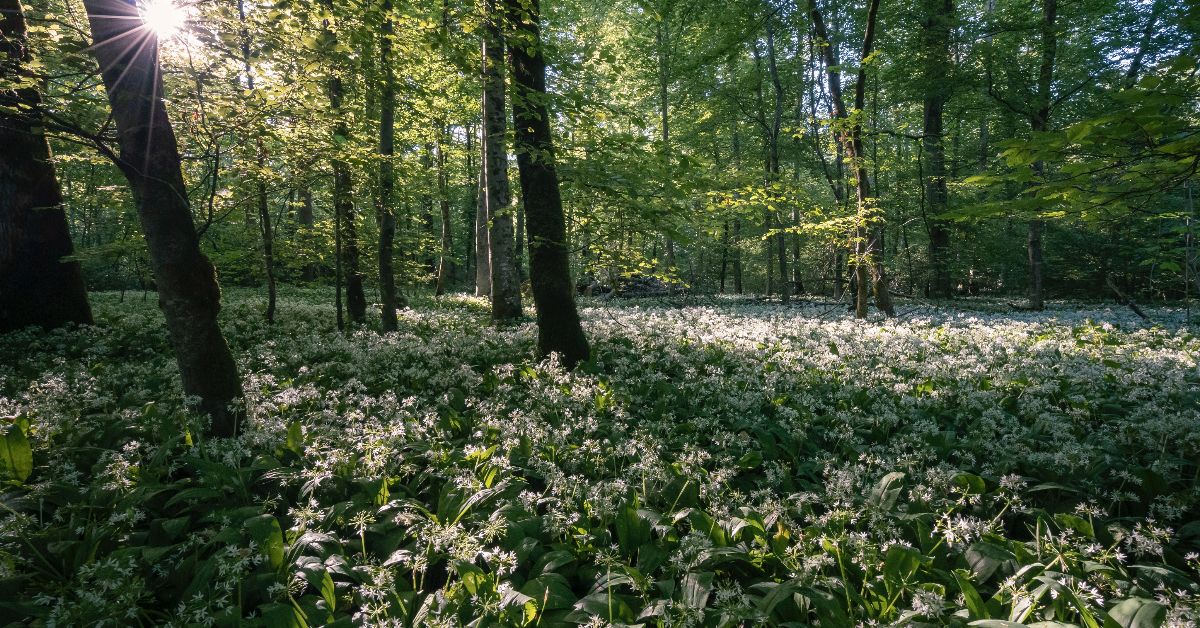 Land management strategy - Rural Planning & Diversification Experts