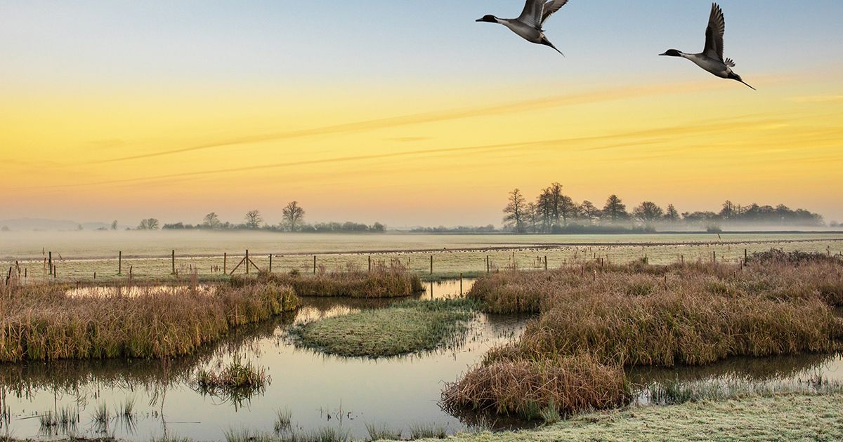 Planning and Infrastructure Bill - Nature Restoration Fund and ...