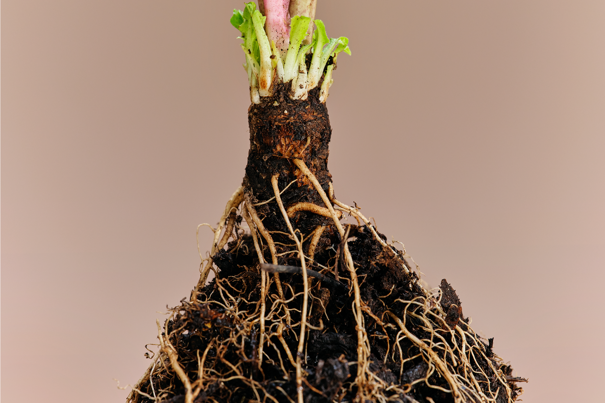 Was ist Inulin und wie wirkt es? │ AG1