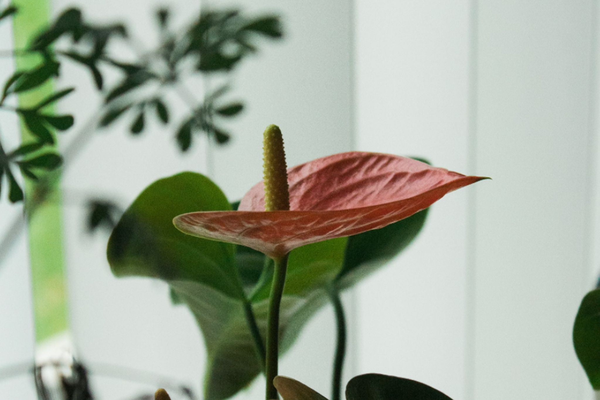 Libido Loss—and How Your Diet Can Affect It | AG1