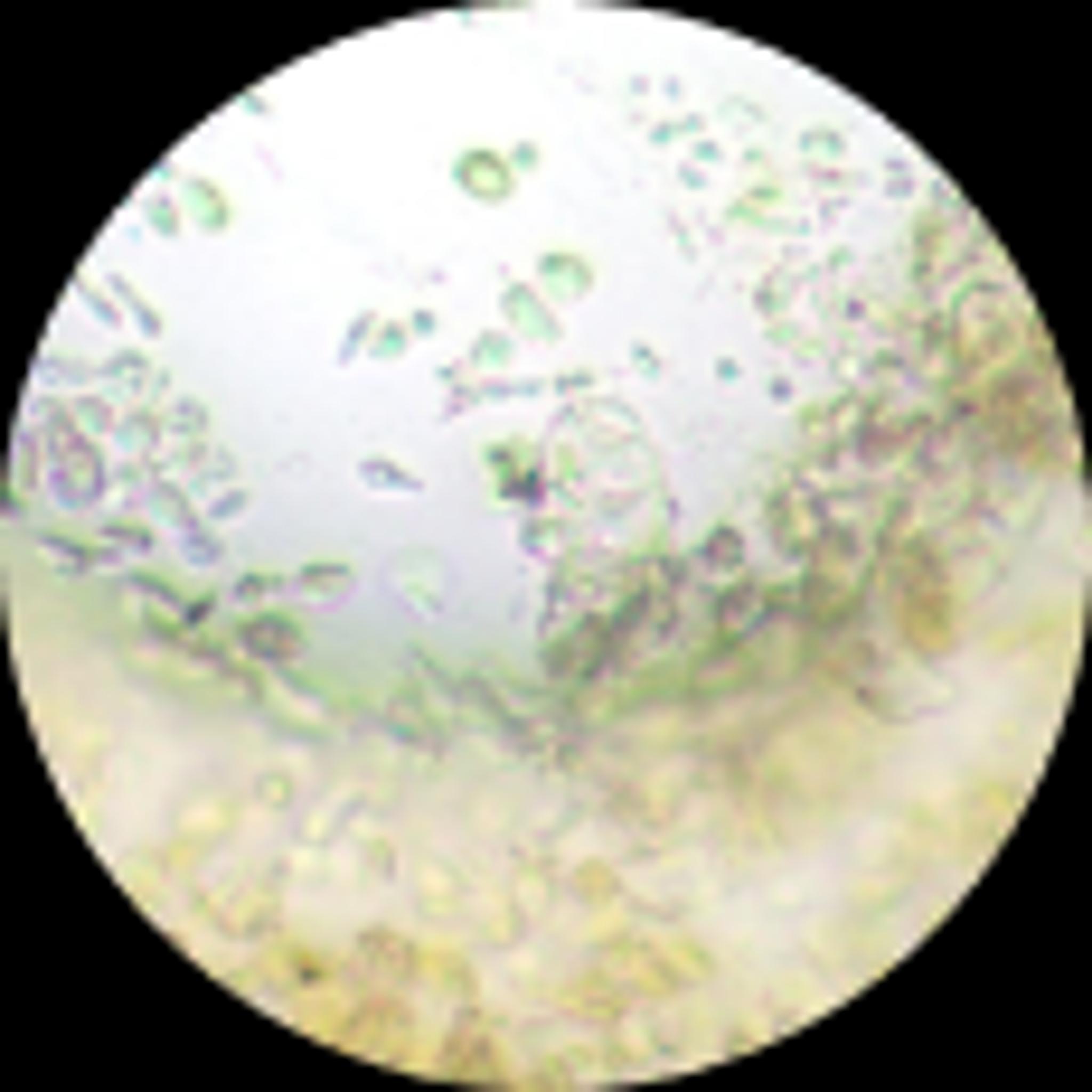 AG1® | Research Studies