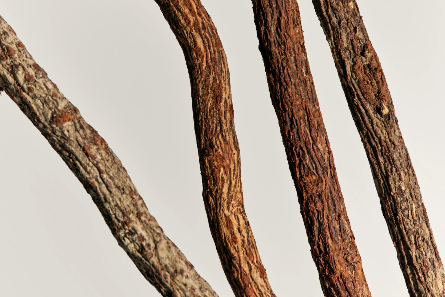 More Than A Greens Powder - Superfoods for Daily Nutrition | AG1®