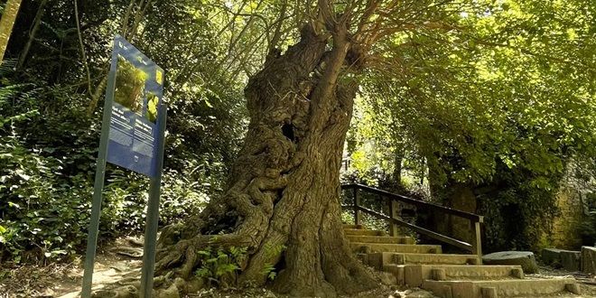 Murva iz NP 'Krka' natječe se za europsko stablo godine | Dalmatinski ...