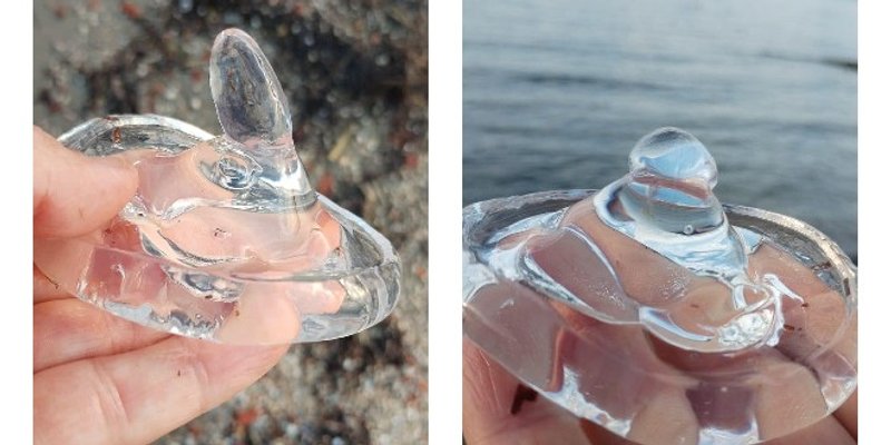 POSLJEDICE LEBIĆADE Neobična pojava na plažama | Dalmatinski Portal