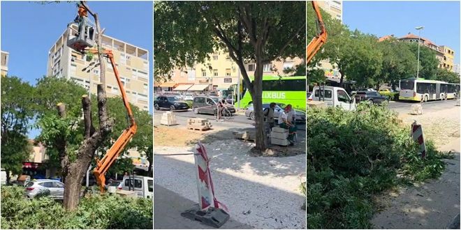 VIDEO Zvuk pile para Ulicu Domovinskog rata: Nestala su tri stabla ...