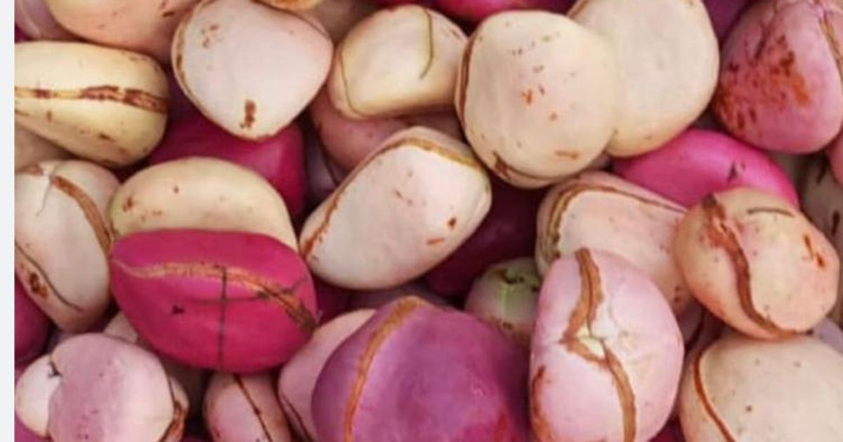 Obi Abata Kolanuts - African Product - Neibahood