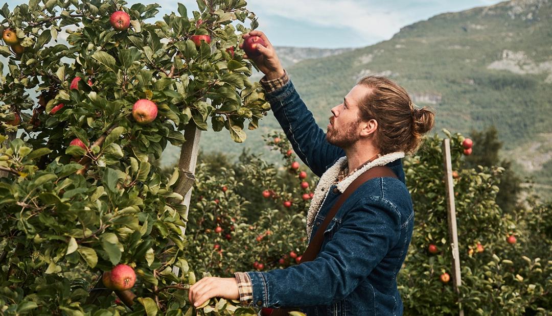 Norwegian fruit and berries I Slow growing treats