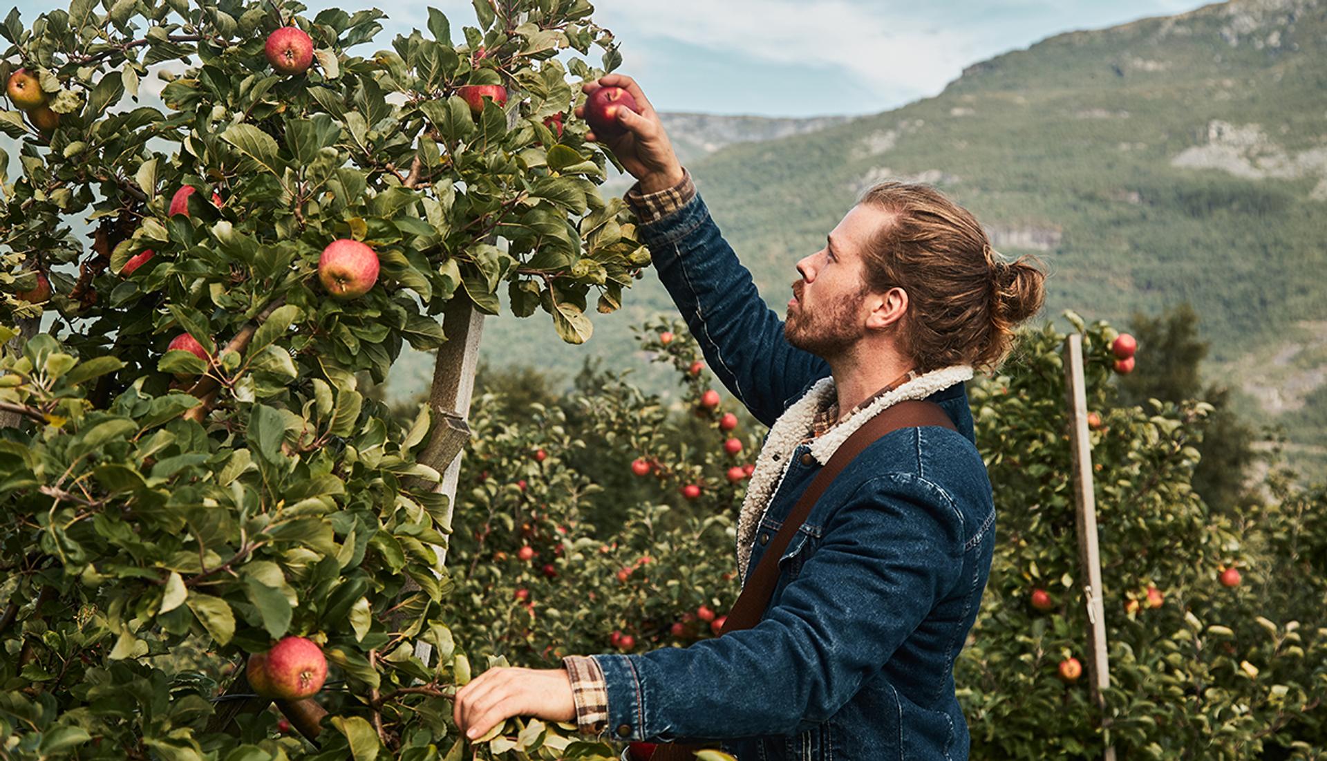 Norwegian fruit and berries I Slow growing treats