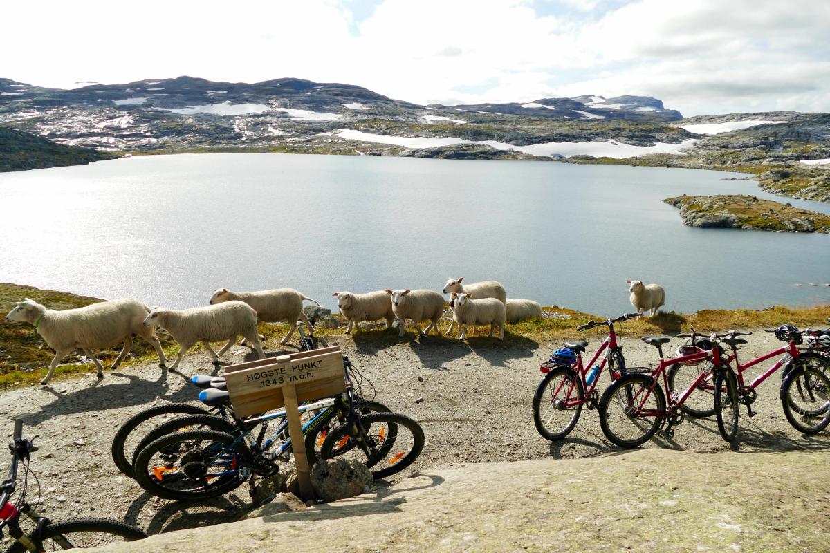 13 scenic bike rides | Go on a cycling holiday in Norway