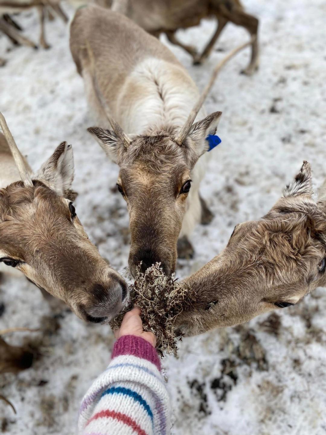 Recipe: Bidus | Traditional Sami dish | The Norwegian Cookbook