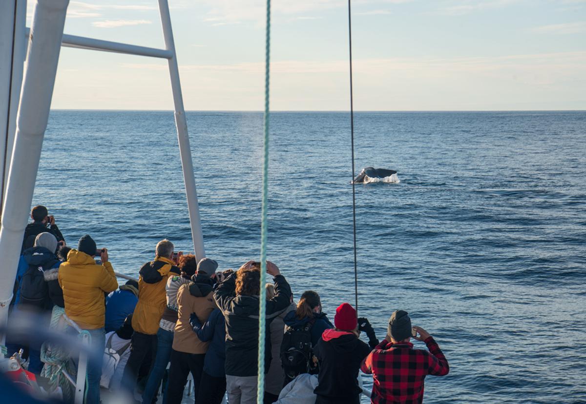 Whale watching in Norvegia | Norvegia settentrionale