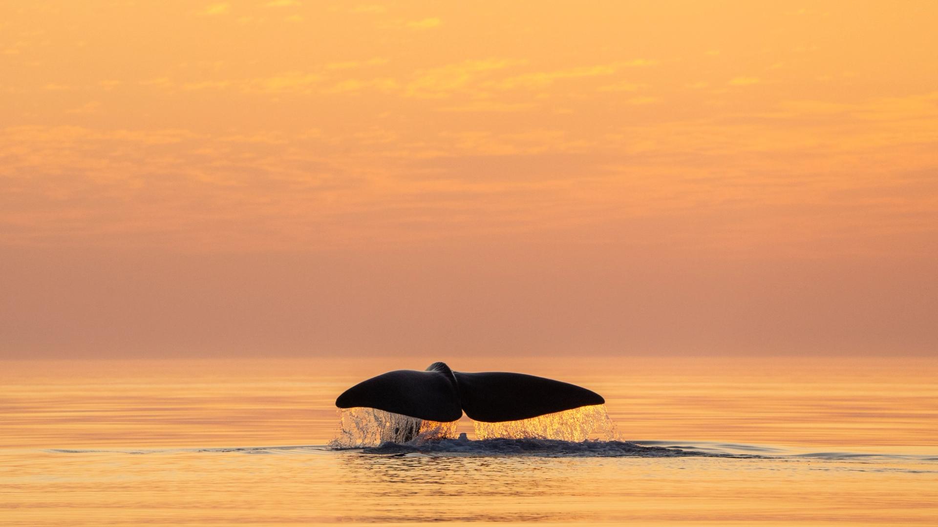 Whale watching in Norvegia | Norvegia settentrionale