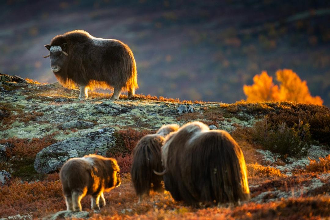 Explore Eastern Norway | Things to do, attractions, and nature