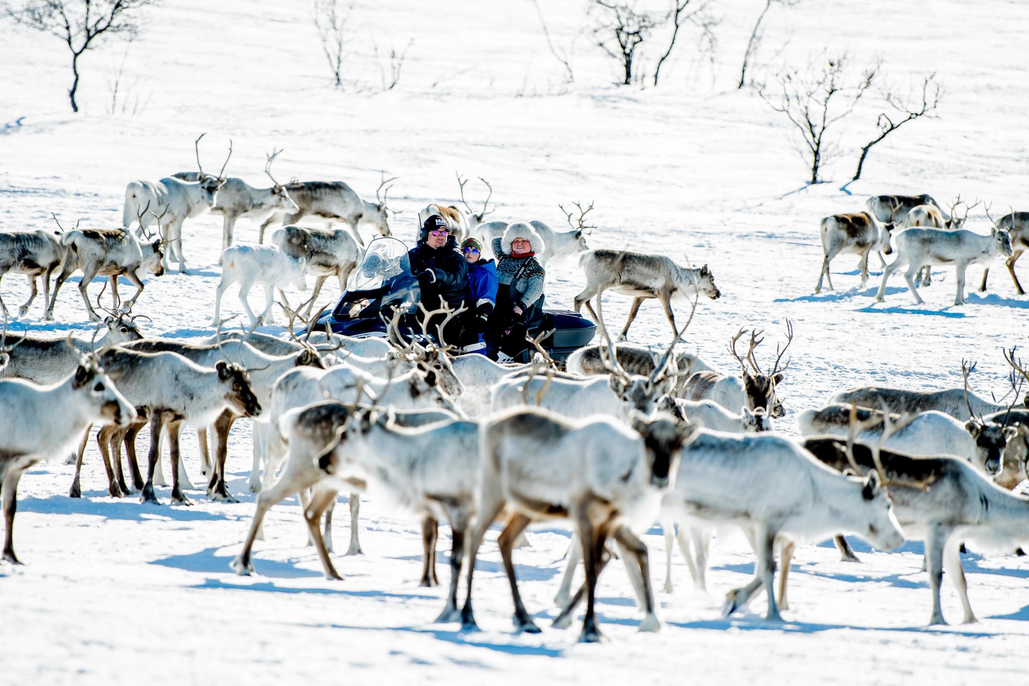 Den store reisen over Finnmarksvidda
