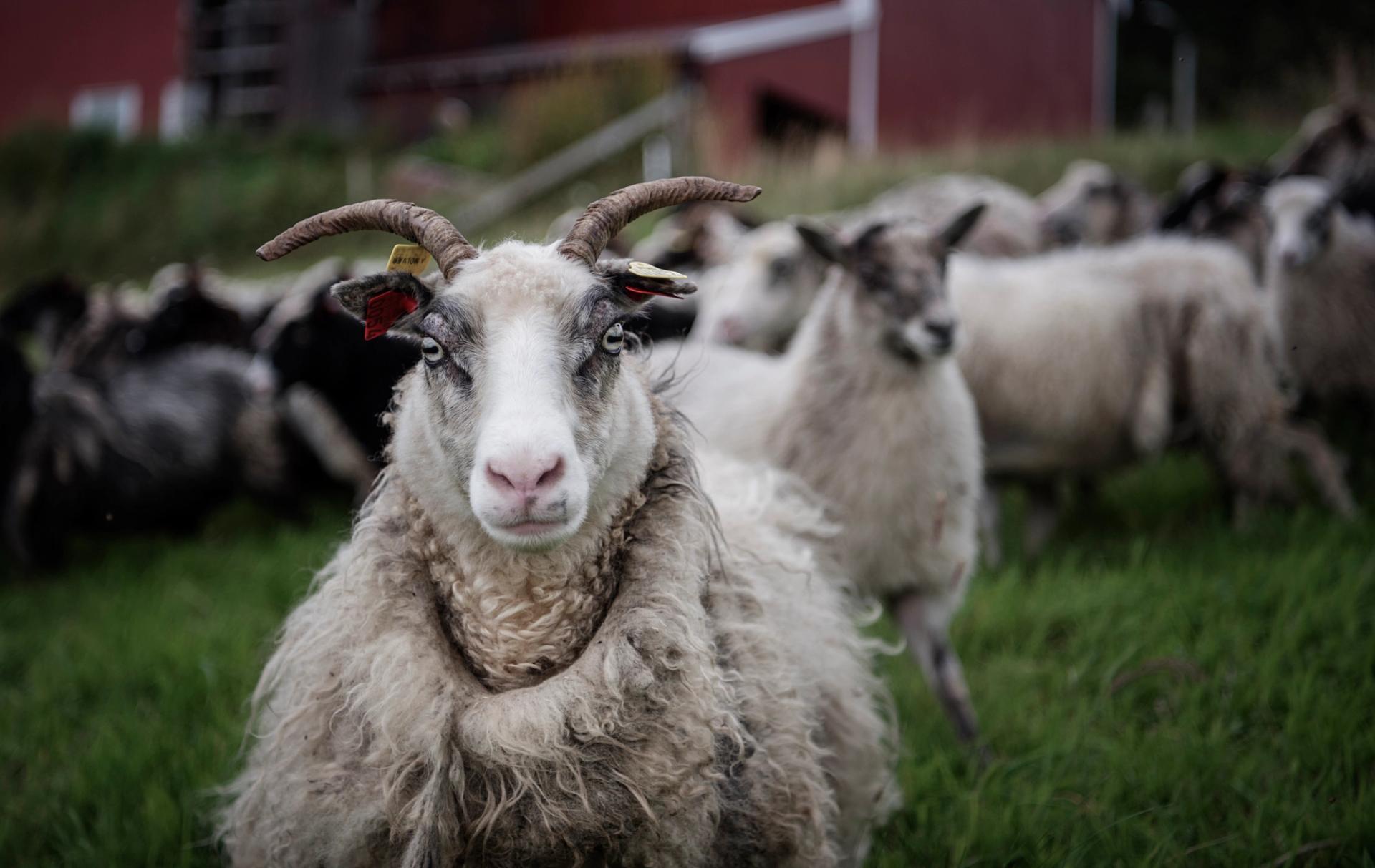 Fenalår: Cured leg of lamb | Norwegian food