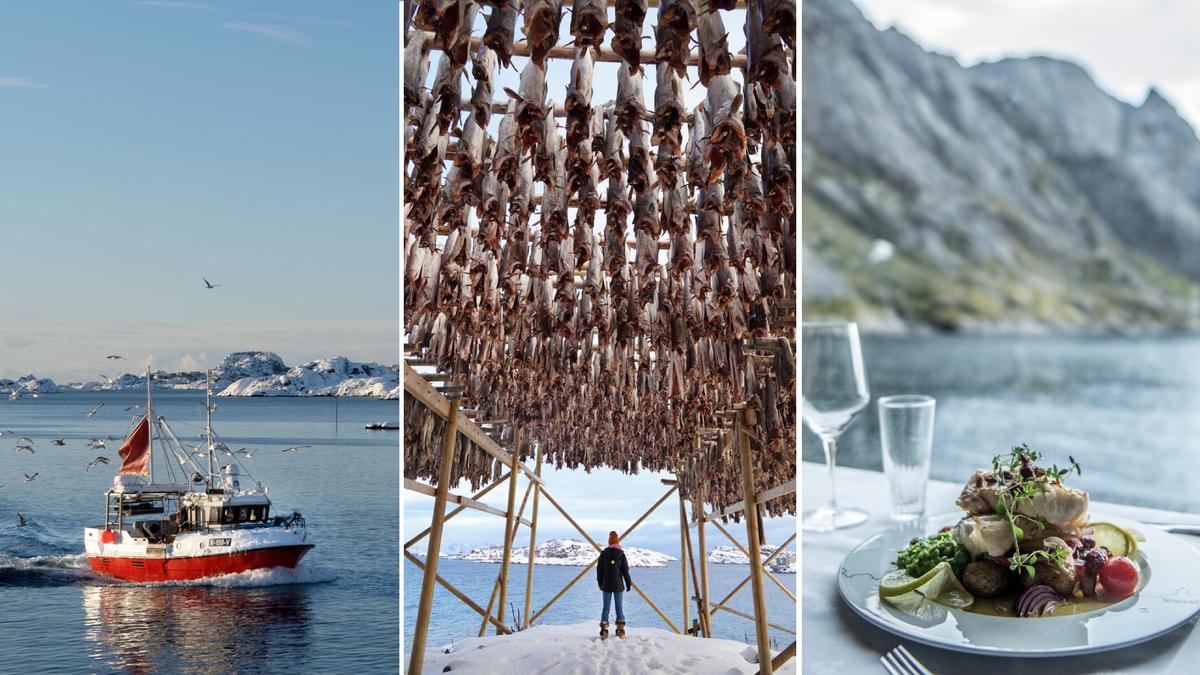 Le skrei : le poisson qui a fait la Norvège | Le cabillaud, ce héros