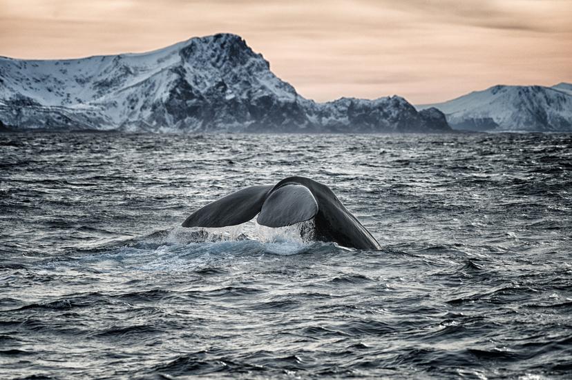 Whale watching in Norway | Northern Norway
