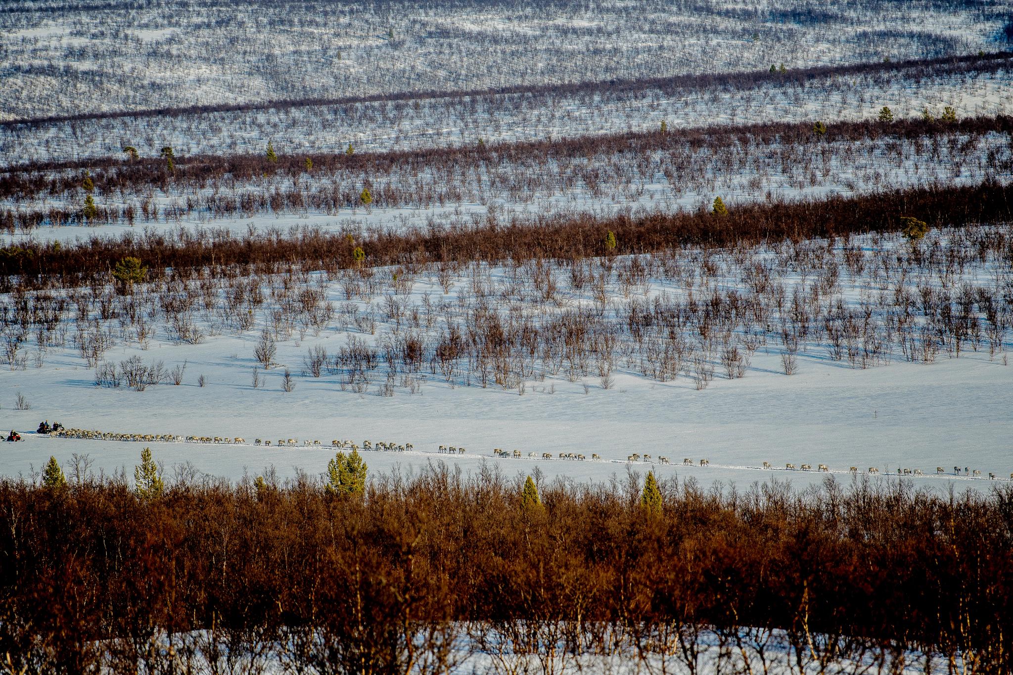 Den store reisen over Finnmarksvidda
