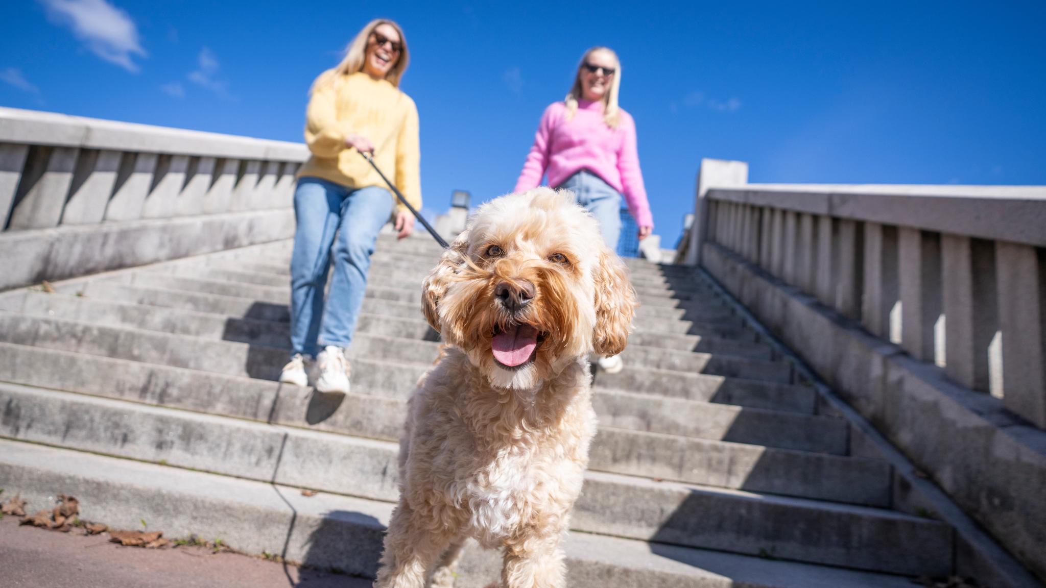 Travel with your dog in Norway | All you need to know