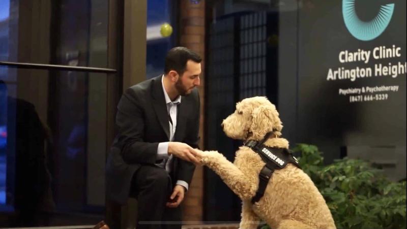 Meet Harvey, Chicago’s Most Lovable Therapy Dog