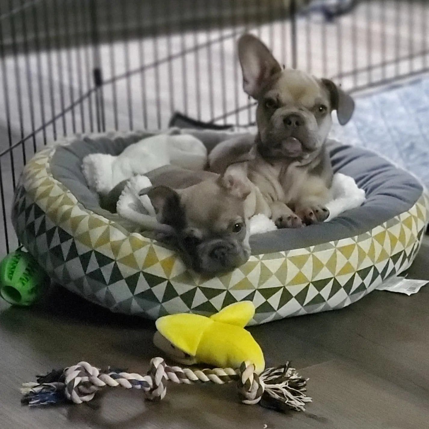 Passion boubou - Élevage familial de bouledogues français