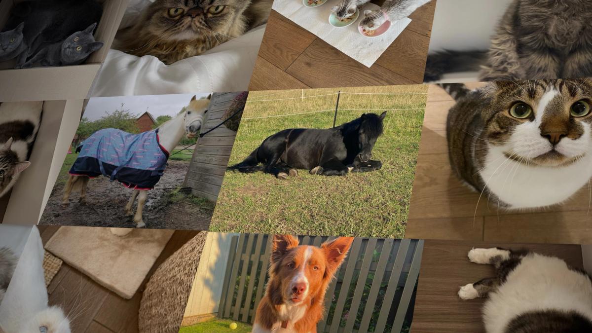 Meet the Pets: Your Guide to the Albon Zoo | Alex Albon