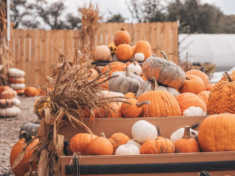 Six Fall Picks - Pumpkins Galore! | Charlottesville Insider