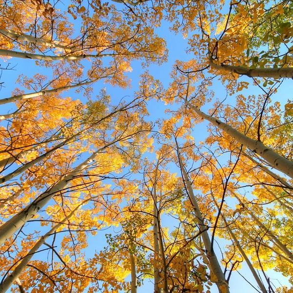 Fall in Virginia | Best Places to see Fall Foliage