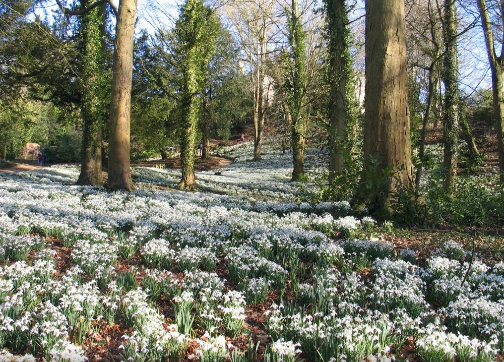 Snowdrops in the Cotswolds: A Winter Highlight at Painswick | Butler ...