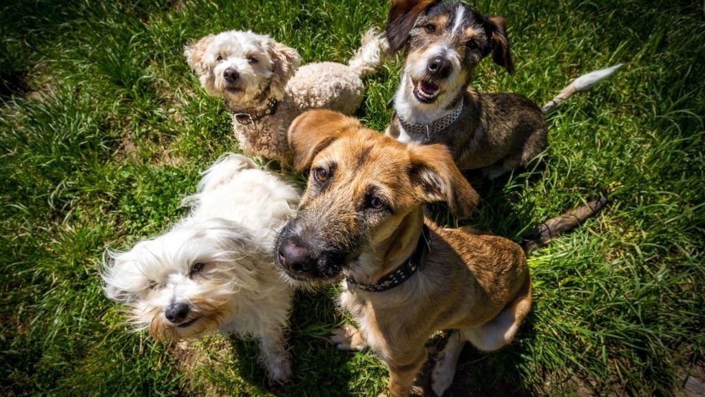 Mocha Maisy Doggy Playschool- Dog Daycare | Butler Sherborn