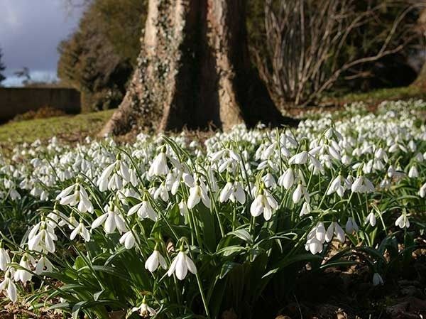 Glorious Gardens in the Cotswolds to Visit this Spring | Butler Sherborn