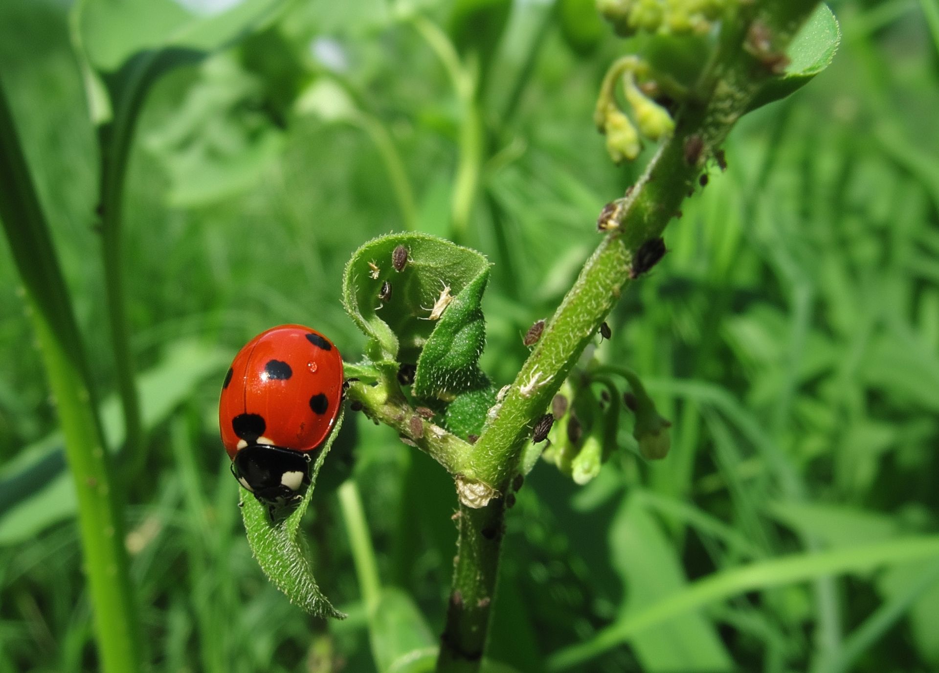 Bugs Make Things Better: Letting Nature’s Drama Unfold in Your Garden