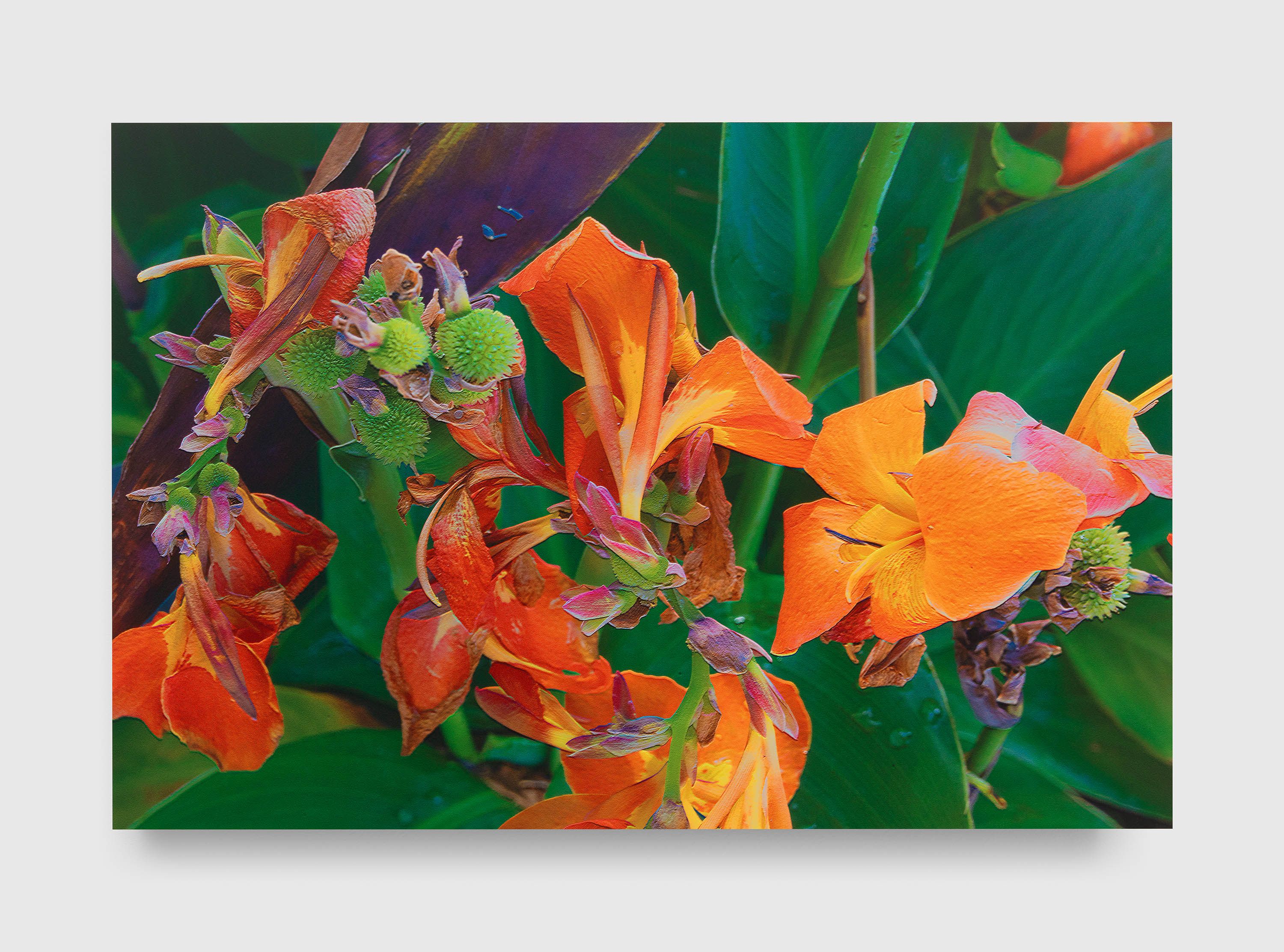 James Welling: Canna Lily, 2021 | David Zwirner