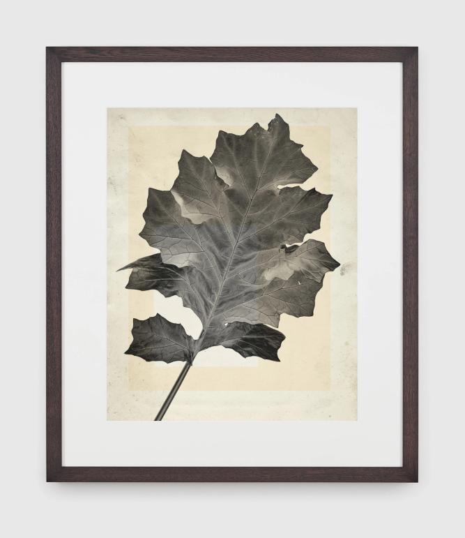 Thomas Ruff: flower.s_04, 2018 | David Zwirner
