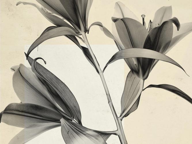 Thomas Ruff - Artworks & Biography | David Zwirner