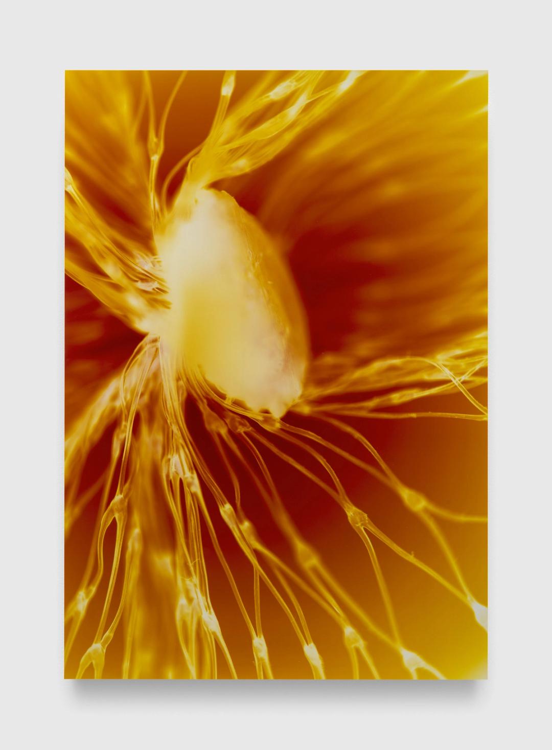 Lotus L. Kang: Already | New York: Tribeca | April 11—June 7, 2025 ...