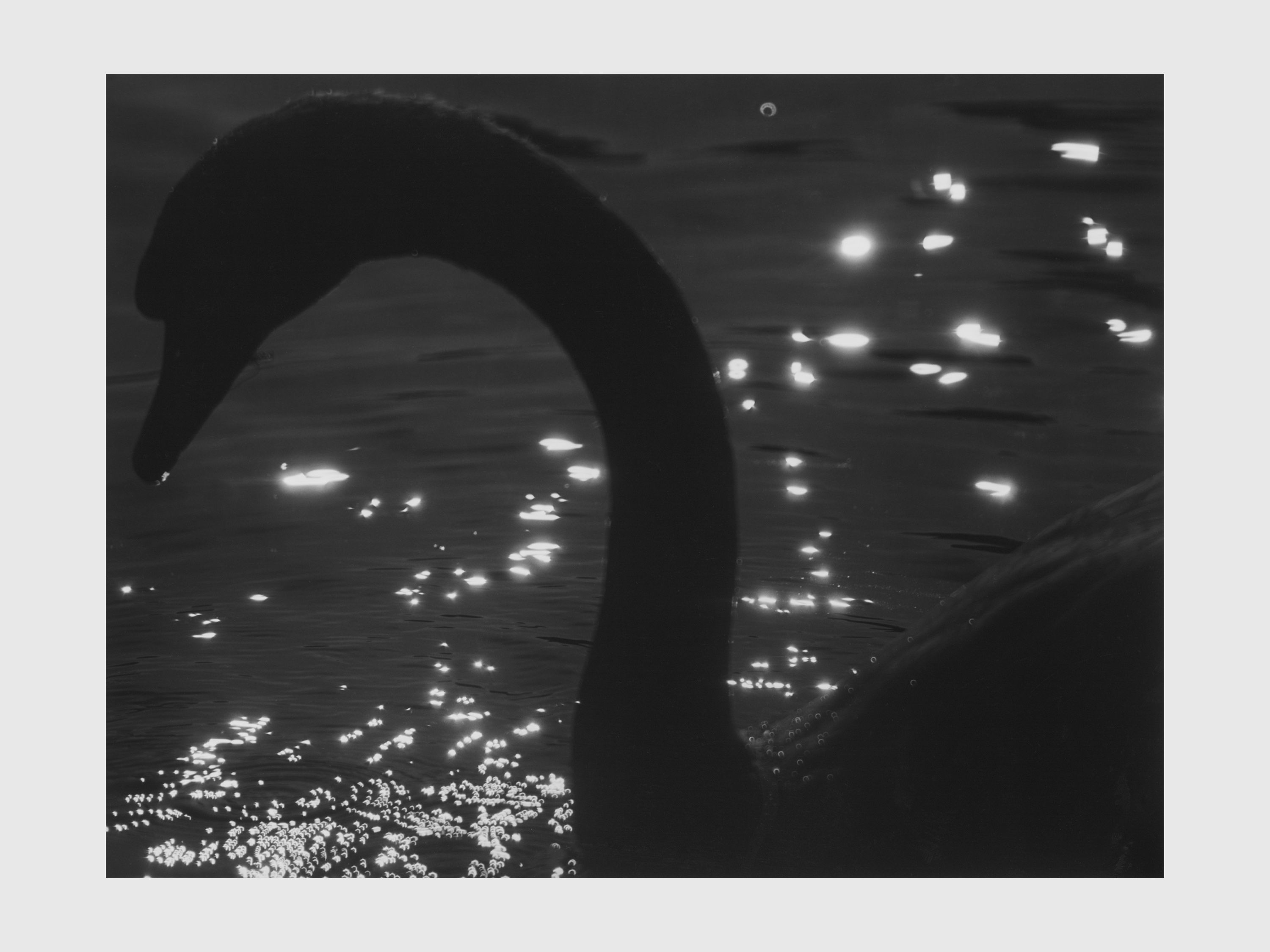 Roy DeCarava : Swan, water lights, 1995 | David Zwirner