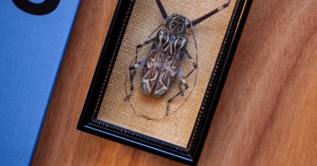 Insect entomological box - A.S.L