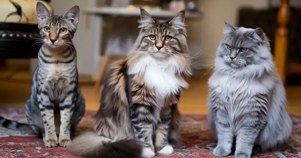 Kattraser - Information om de mest populära kattraserna