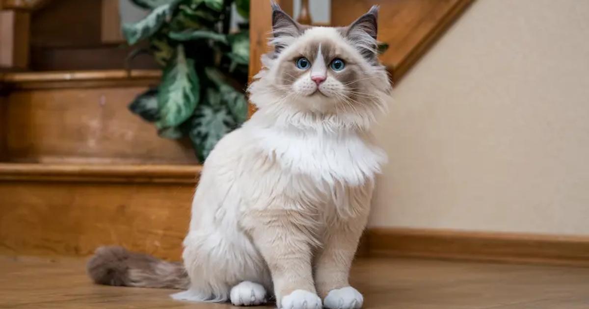 Ragdoll katt - Fakta och pris för din Ragdoll-kattunge!