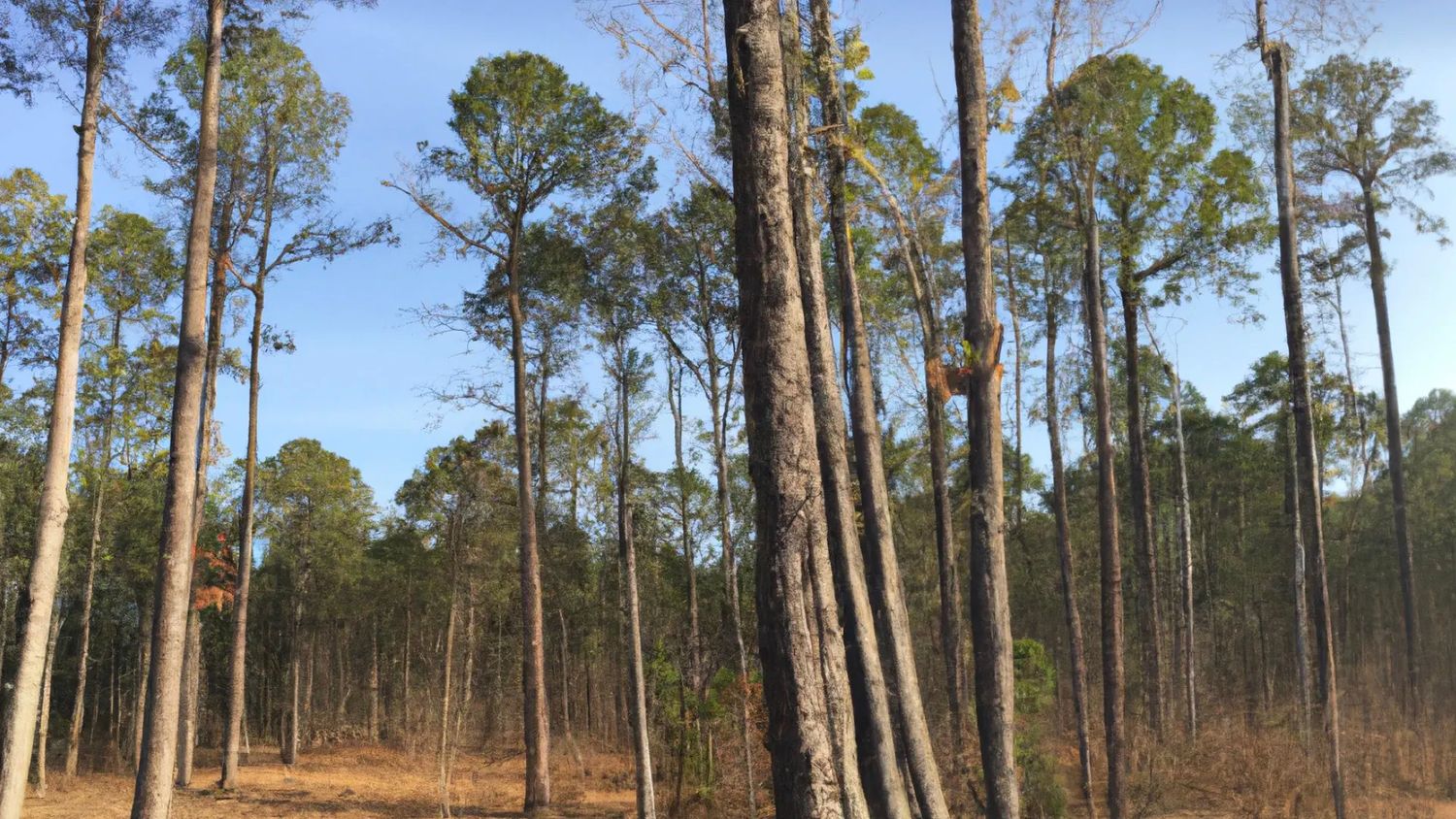 Ancestry, La Luche Libre & AI: Digressions on Intentional Image Making