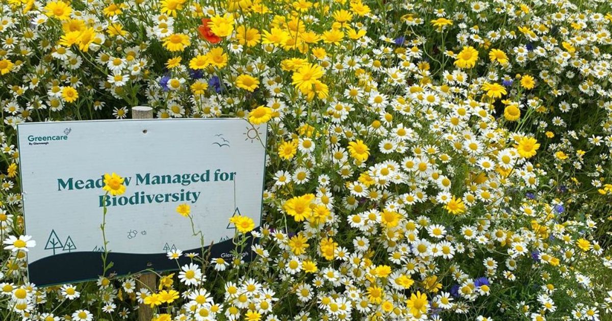 Glenveagh Homes | Baker Hall in Bloom