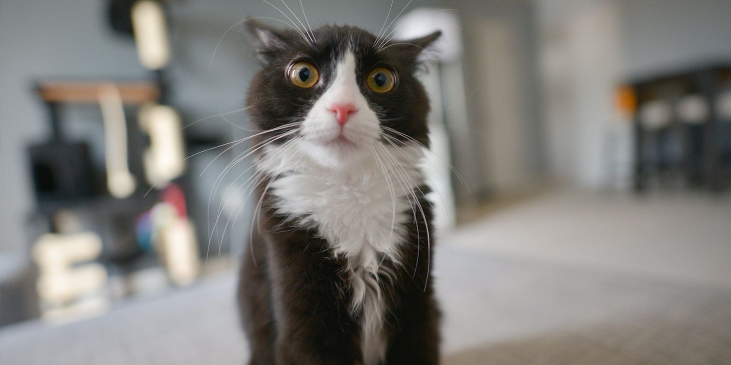 The Last Word on SXSW Cat Stereotypes | Insights | Traction