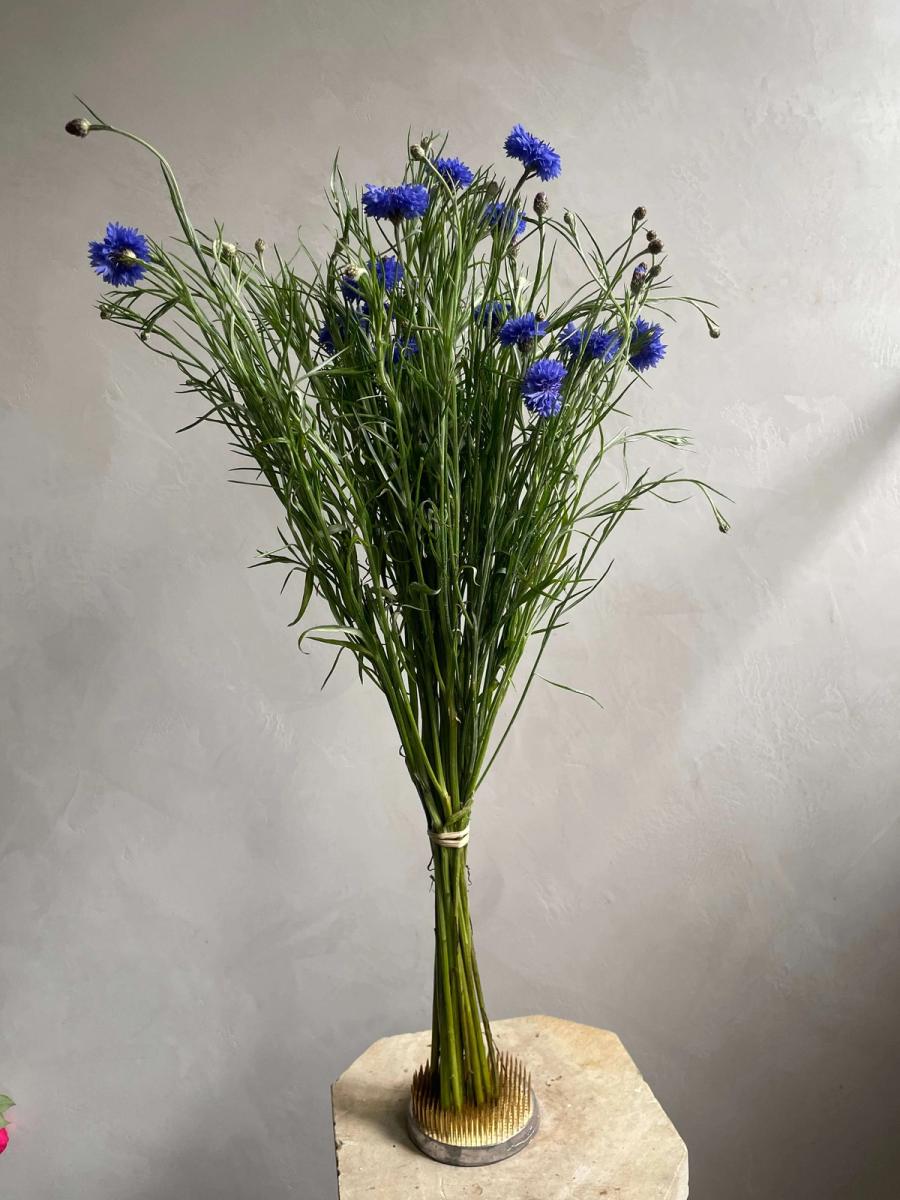 Fox Fodder Flowers | Corn Flower