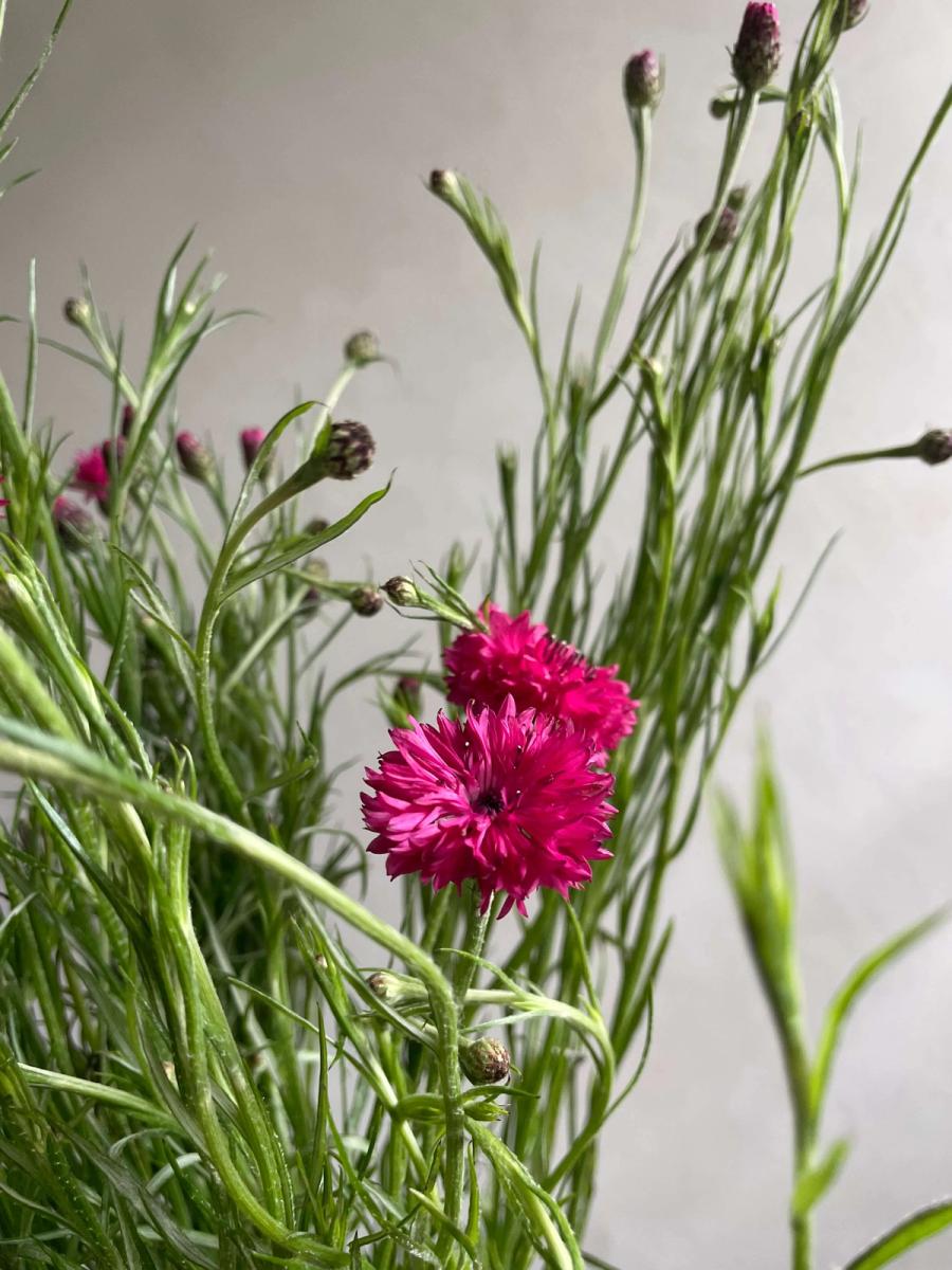 Fox Fodder Flowers | Corn Flower