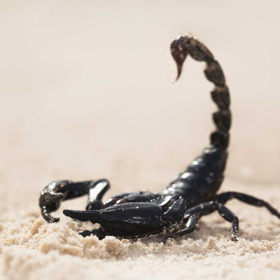 Effective Scorpion Control Services | Villa Hills Pest Management